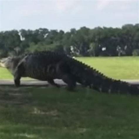 Huge Alligator In Water