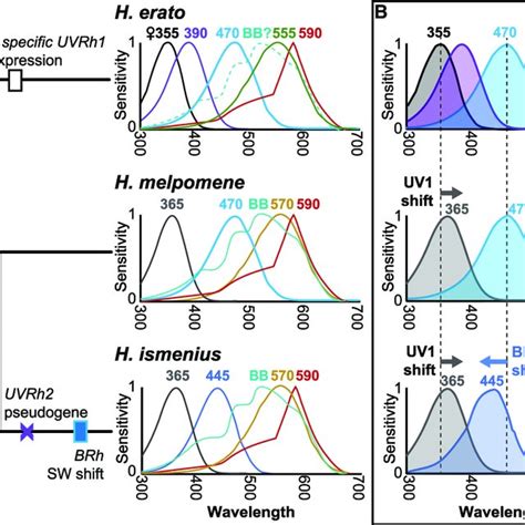 Summary Of Spectral Sensitivities And Short Wavelength Photoreceptor