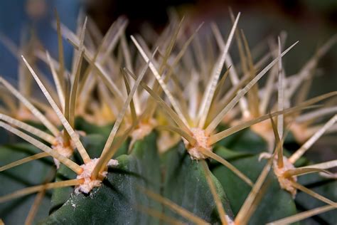 Free Images Nature Grass Branch Prickly Leaf Flower Botany Flora Fauna Twig