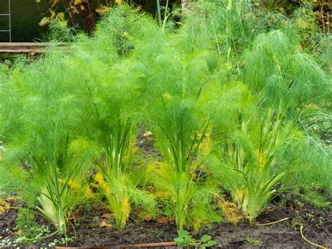 Herb Fennel Growing Problems And How To Fix Them Gardening Know How