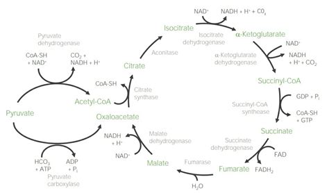 Citric Acid Cycle Concise Medical Knowledge