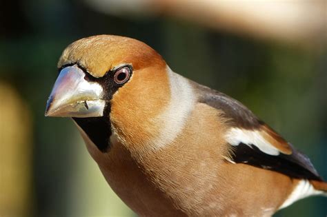 Gros Bec Casse Noyaux Coccothraustes Coccothraustes Hawfinch Le