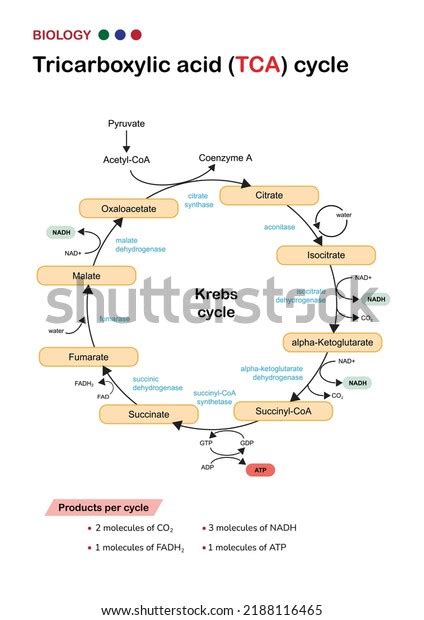 Krebs Cycle Tca Photos Images And Pictures