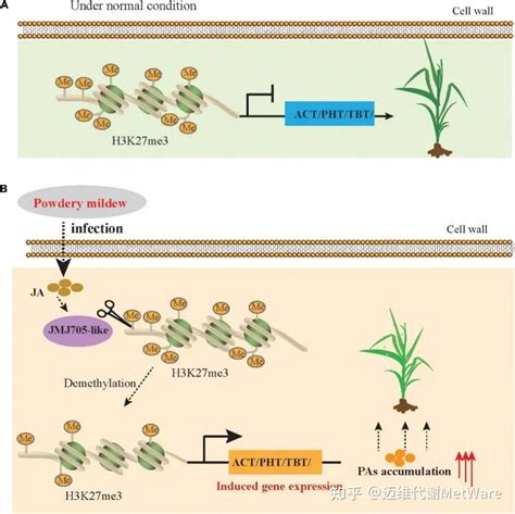 项目文章 综合转录组、蛋白组和代谢组探究青稞对于白粉病的抗性机制 知乎