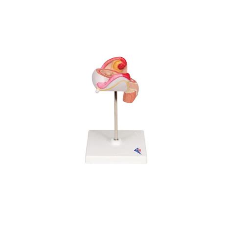 3b Scientific 2 Month Embryo Model Medi Shop Gr