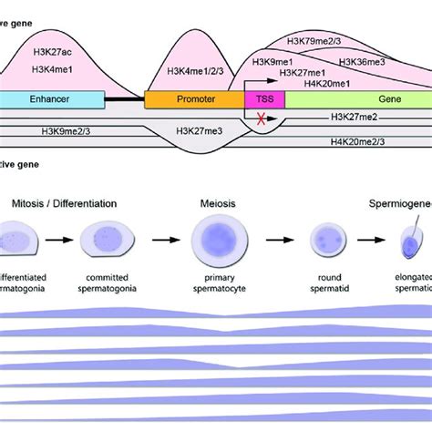 Unsupervised Hierarchical Clustering Analysis Of Male Germ Cells