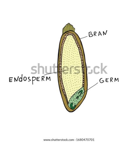 Structure Wheat Seed Grain Vector Infographics Stock Vector Royalty