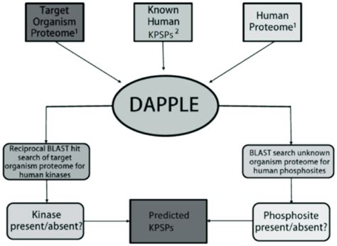 Methodology Flowchart Information Input From Databases Of The Target