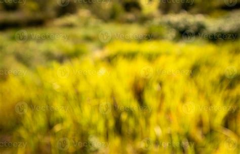 Blurred Background In Autumn Yellow Gold Grass Field Colourful In