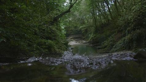 Dark Jungle River Deep Jungle And Emerald Big River In Western