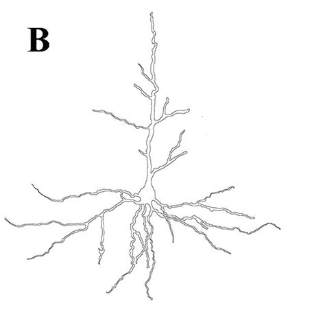 Three Binary Forms Of 2d Neuronal Reconstructions Used For Calculating Download Scientific