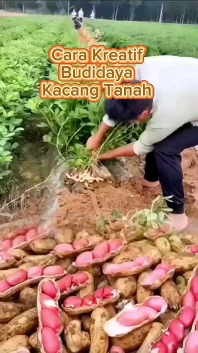 Cara Kreatif Produktif Pengolahan Penanaman Dan Panen Maksimal Kacang Tanah Kacangtanah Youtube