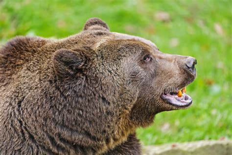 Profile Of The Bear With Open Mouth A Closeup Of The Seco Flickr
