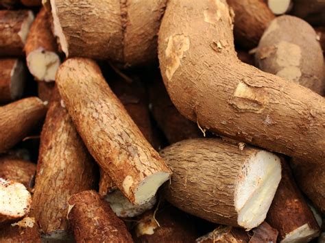 Cassava Agriculture Monthly