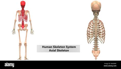 Scheletro Assiale Immagini E Fotografie Stock Ad Alta Risoluzione Alamy