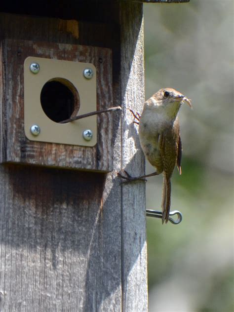 Wrens Feeding Babies Our Habitat Garden