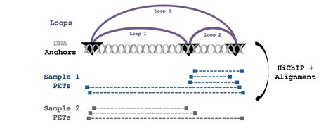 Hichipper A Preprocessing And Qc Pipeline For Hichip Data