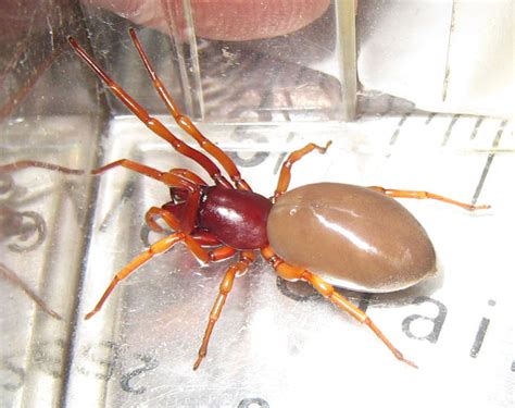 Do Sowbug Killer Spider Bite Exploring The Facts And Myths Whats That Bug