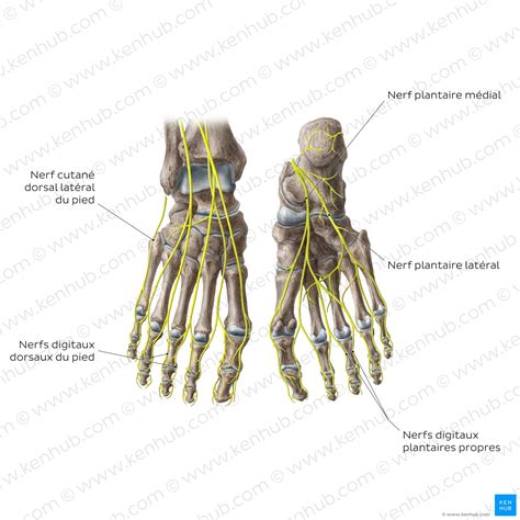 Pied Et Cheville Os Articulations Muscles Kenhub