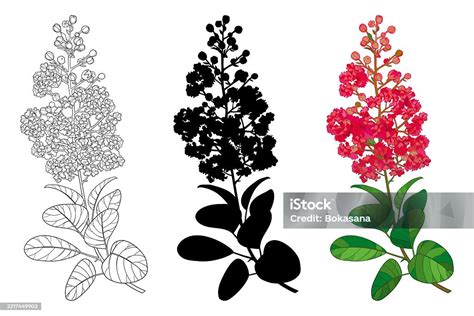 윤곽선으로 설정 Lagerstroemia 또는 백일홍 꽃과 잎은 흰색 배경에 고립 된 검은 색과 빨간색으로 나뭇잎 0명에 대한 스톡 벡터 아트 및 기타 이미지 Istock