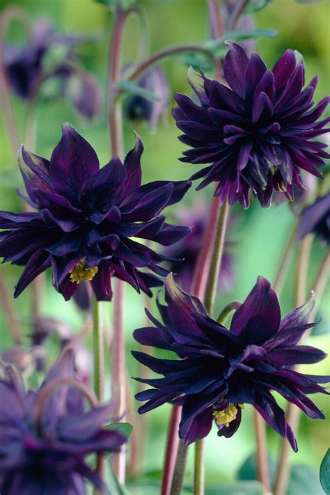 Aquilegia Vulgaris Columbine