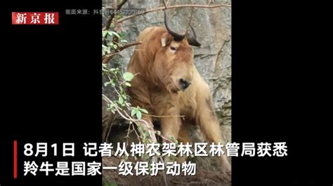 神农架一羚牛受伤当地展开救援：生态护林员发现正申请调用麻醉枪 救援 神农架林区 湖北省 新浪新闻