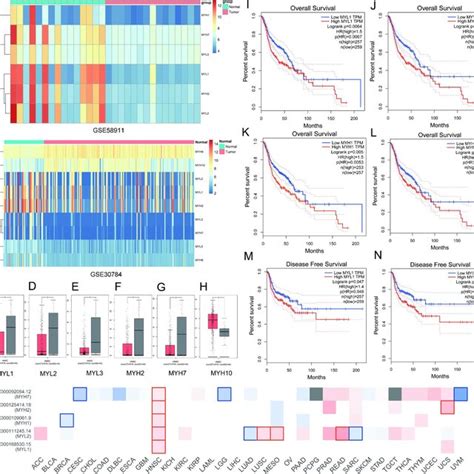 Gene Chip Analysis Of Myosin Genes In Head And Neck Squamous Cell