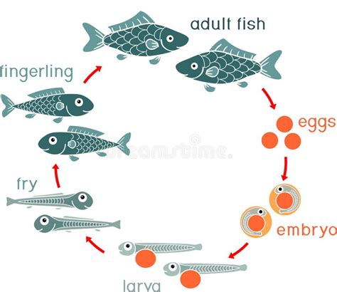 Life Cycle Of Fish Sequence Of Stages Of Development Of Fish From Egg