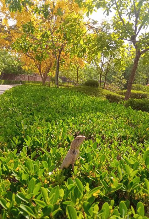 Prahlad Gaur On Linkedin Nature Wildlife Beautyinsmallthings