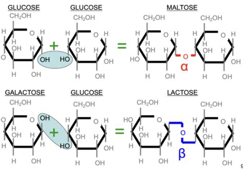 Macromolecules 1 Flashcards Quizlet