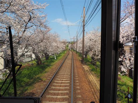 京都 嵐電 桜のトンネル おたべっち・さんぽ