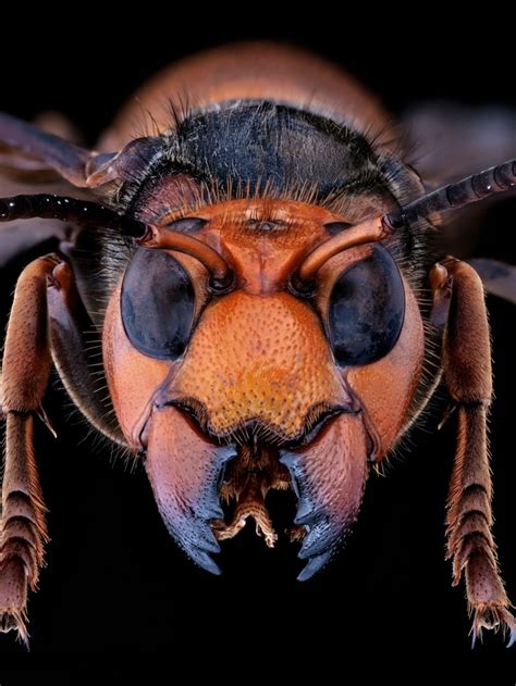 Species Of Hornets