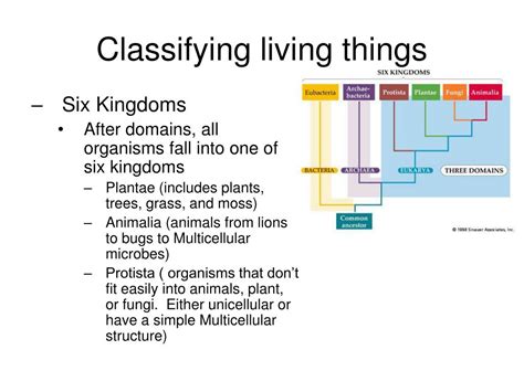Ppt Classifying Living Things Powerpoint Presentation Free Download