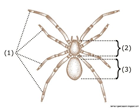 Arachnids Examples