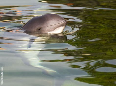 Baltic Sea Conservation Eu Acts To Protect Harbour Porpoises