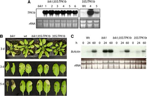 ectopic expression of tomato tpk1b suppresses the arabidopsis bik1
