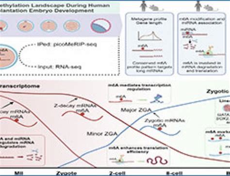 Split Seq Single Cell Profiling With Split Pool Barcoding Rna Seq Blog