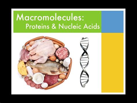 Nucleic Acid Examples Food