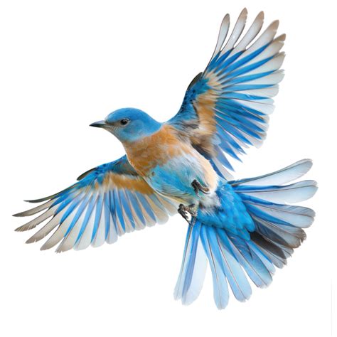 Birds Flying Animation Pngs For Free Download