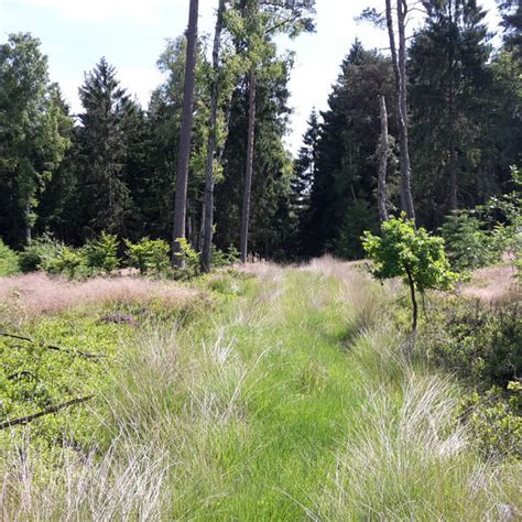 1g Forest And Field Edge Habitat Photo Courtesy Of Daniel Mccourt Download Scientific Diagram