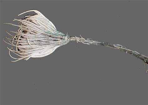 Echinoderms Stalked Crinoid Japanese Sea Lily Metacrinus Etsy