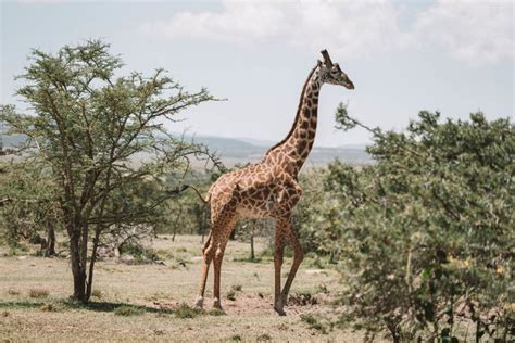 Unforgettable Luxury Kenya Wildlife Safari In Between Pictures