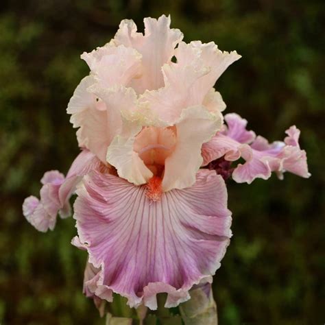 Iris Plant Easy To Plant Perennial Iris Roots Fragrant Cut Flower Garden Attracts
