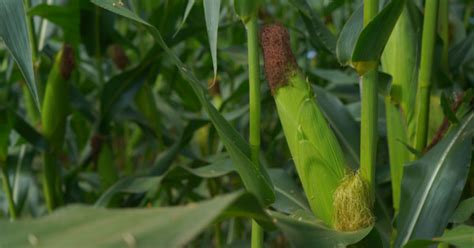 4 Things To Consider In Corn Seed Selection Fbn