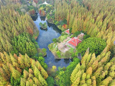 水杉变“装”，东平国家森林公园美景如画 视觉南通