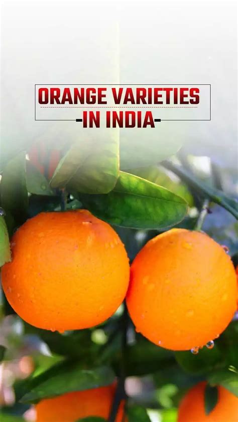 Top 5 Different Types Orange In India