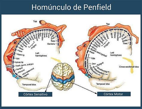 Homúnculo De Penfield