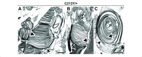 Expression Of C213y Prph2 Disrupts Outer Segment Structure Without