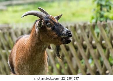 Goatee Stock Photos Images Photography Shutterstock