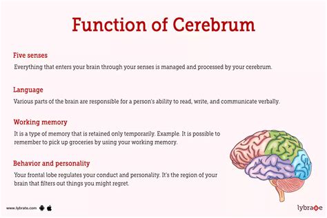 Cerebrum Function
